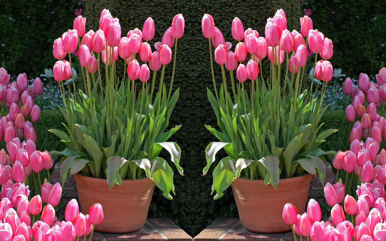 Time for spring bulbs - Ultimate Garden Design by Nira